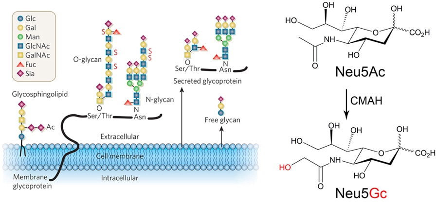 Sialic Acid Identification And Quantitation Creative Proteomics