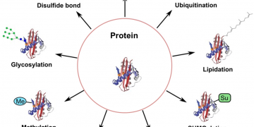 Creative Proteomics Blog