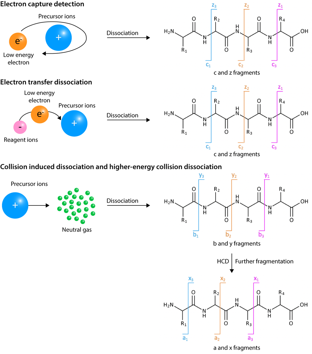 Strategies for Post-Translational Modifications (PTMs) - Creative ... Strategies for Post-Translational Modifications (PTMs) - Creative ...