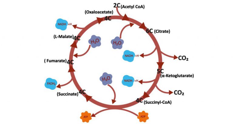 TCA Cycle - Meaning and Analysis Method - Creative Proteomics Blog