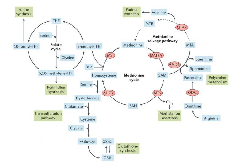 Methionine Metabolism: Key Enzymes, Reactions, and Interplay with ...