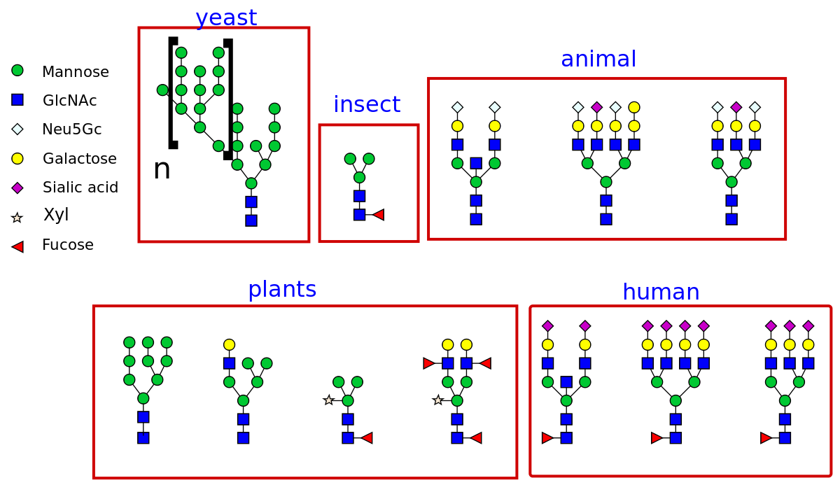 N Glycan Profiling Service Creative Proteomics