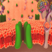 Proteomics services, including protein identification,protein quantification,protein ...