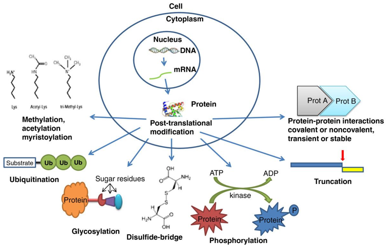 Common Research Strategies for Post-Translational Modification ... Common Research Strategies for Post-Translational Modification ...