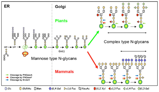 N-Glycan Profiling Service - Creative Proteomics N-Glycan Profiling Service - Creative Proteomics
