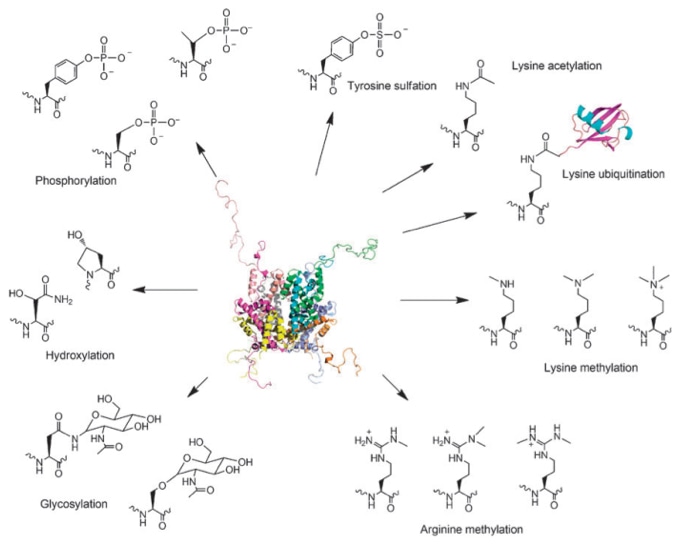Post-translational Modification Prediction Service - Creative Proteomics Post-translational Modification Prediction Service - Creative Proteomics