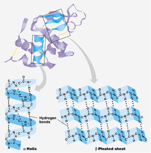 Protein Secondary Structure Prediction Service - Creative Proteomics Protein Secondary Structure Prediction Service - Creative Proteomics