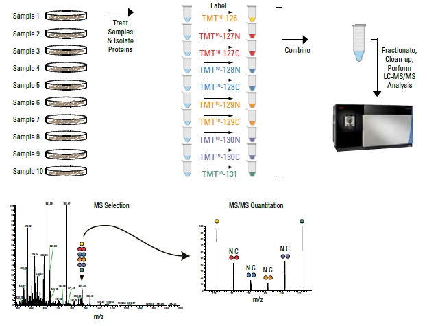 TMT Based Proteomics Service - Creative Proteomics TMT Based Proteomics Service - Creative Proteomics