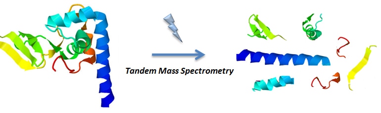 Overview of Top Down Proteomics - Creative Proteomics Overview of Top Down Proteomics - Creative Proteomics