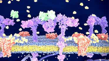 Proteomics services, including protein identification,protein ...