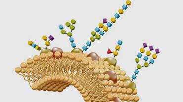 Proteomics services, including protein identification,protein quantification,protein ...
