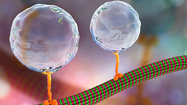 Proteomics services, including protein identification,protein ...