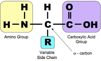 Amino Acid Analysis (quantification & identification) Service - Pronalyse
