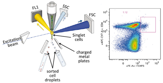Flow Cytometry Service - Pronalyse