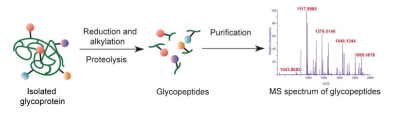 Glycopeptides Analysis - Pronalyse