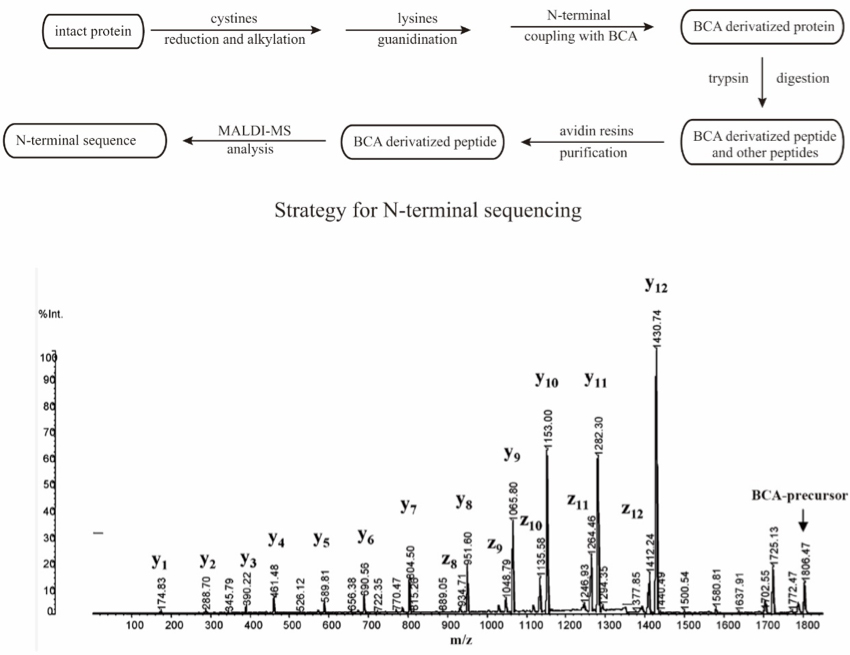 N-Terminal Sequencing Service - Pronalyse