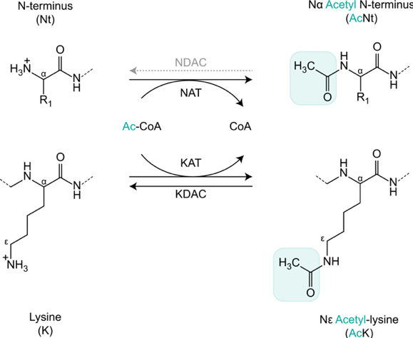 N-acetylation Analysis - Pronalyse