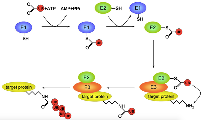 Ubiquitination Analysis - Pronalyse