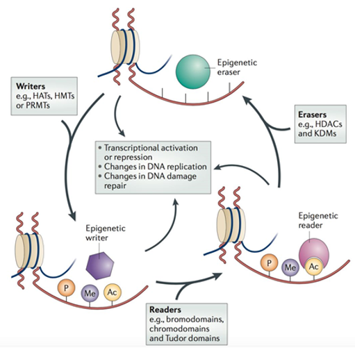 Analysis of Post-translational Modification of Protein Drugs - Creative ... Analysis of Post-translational Modification of Protein Drugs - Creative ...